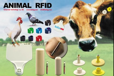 RFID on Graziery_Nubian-rfid